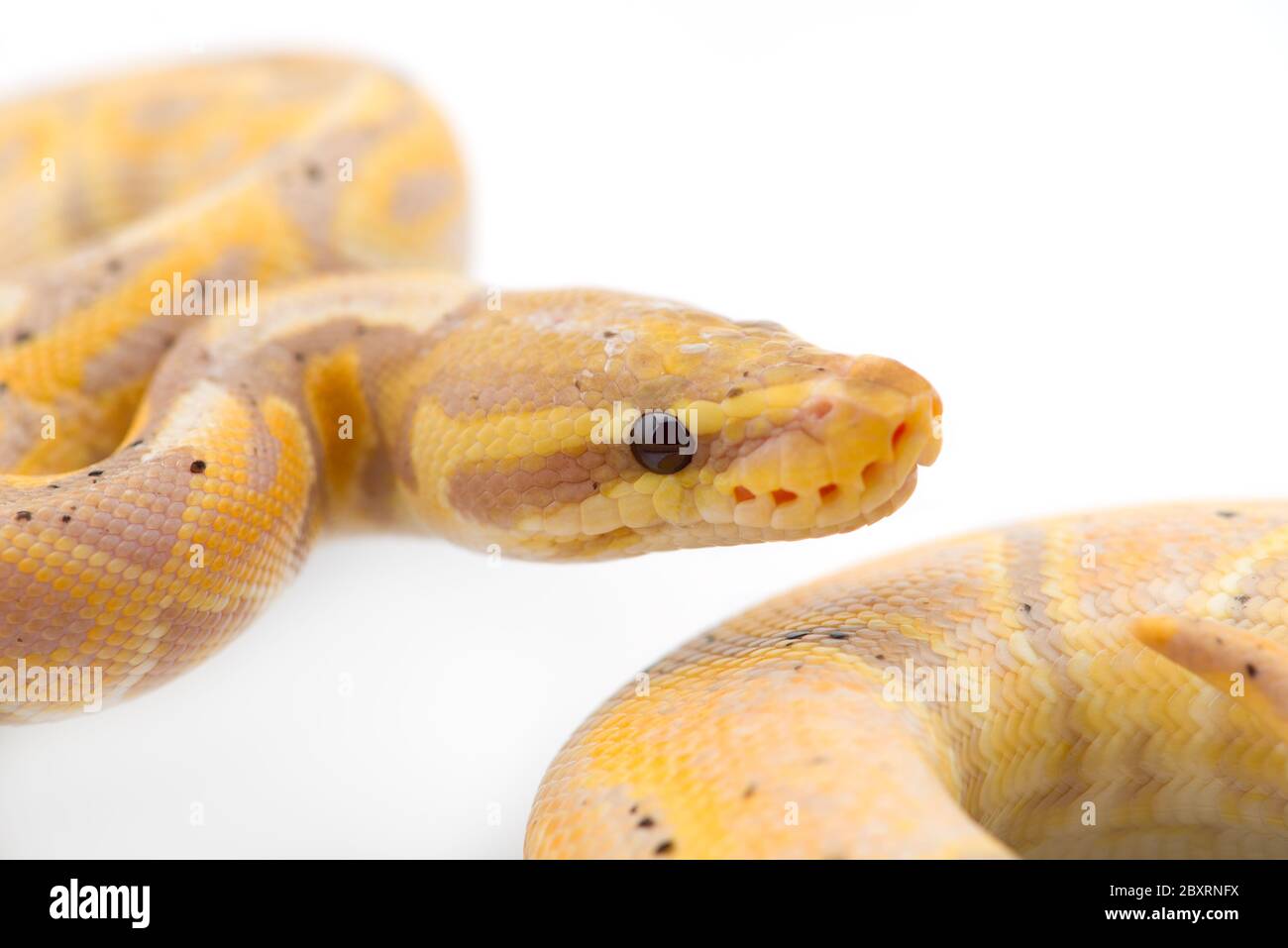 The royal python isolated on white background Stock Photo - Alamy