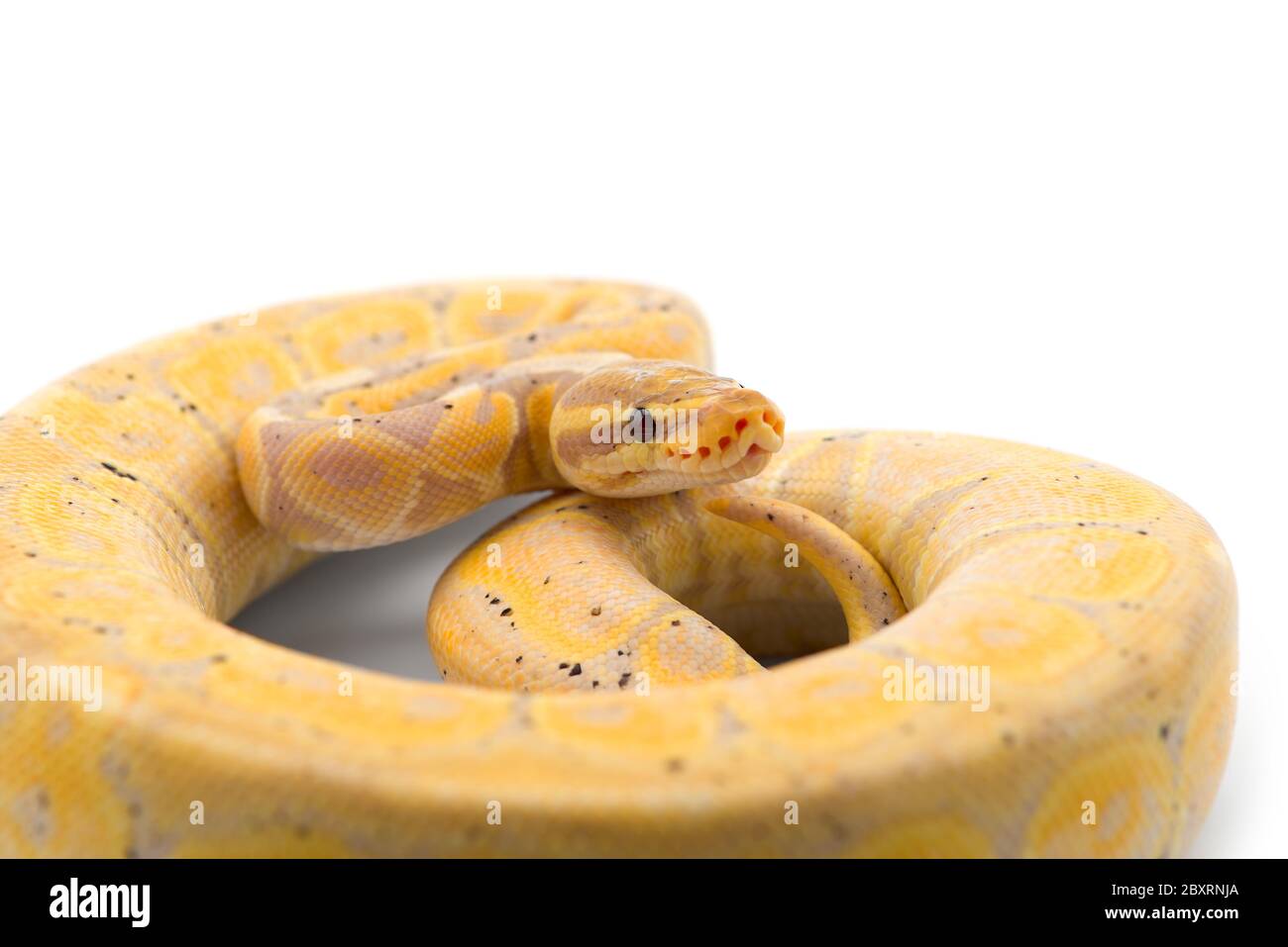The royal python isolated on white background Stock Photo - Alamy