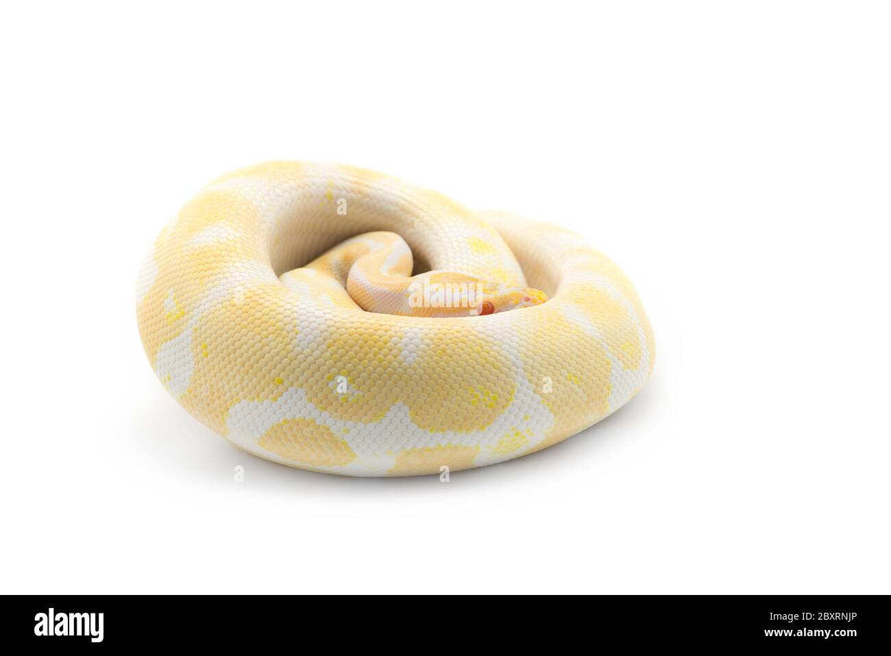The royal python isolated on white background Stock Photo - Alamy
