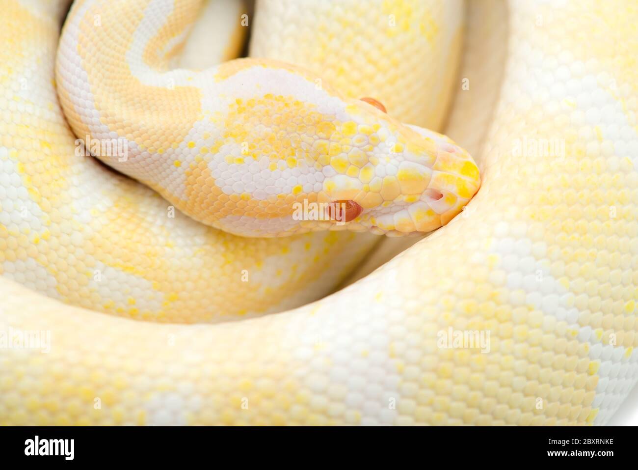 The royal python isolated on white background Stock Photo - Alamy