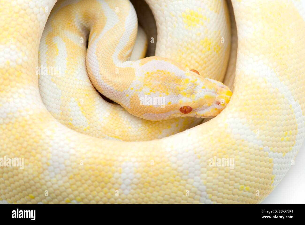 The royal python isolated on white background Stock Photo - Alamy