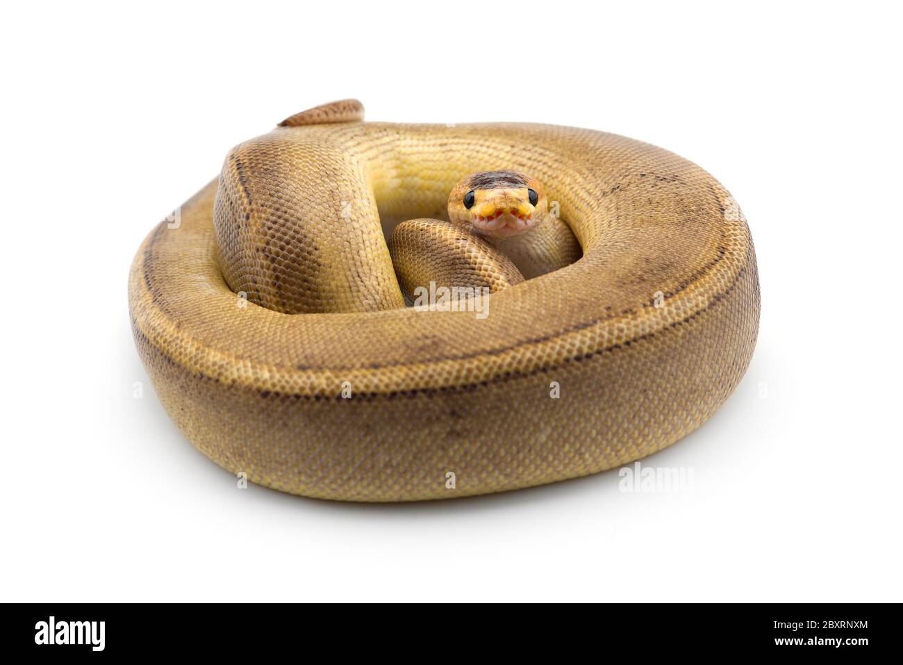 The royal python isolated on white background Stock Photo - Alamy