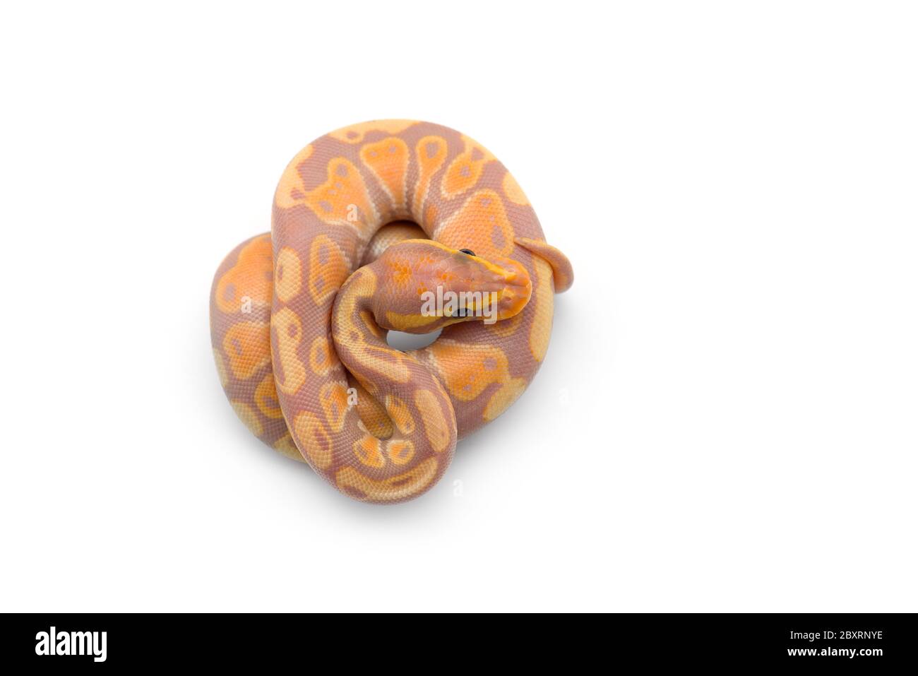 The royal python isolated on white background Stock Photo - Alamy