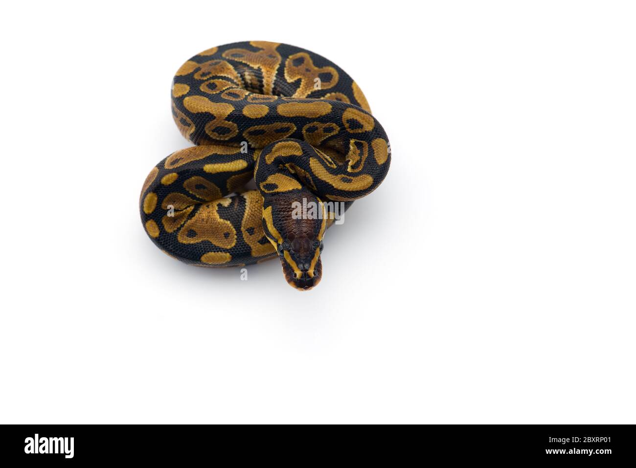 The royal python isolated on white background Stock Photo - Alamy
