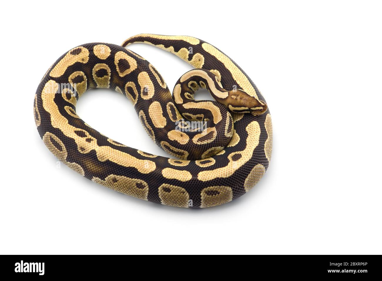 The royal python isolated on white background Stock Photo - Alamy