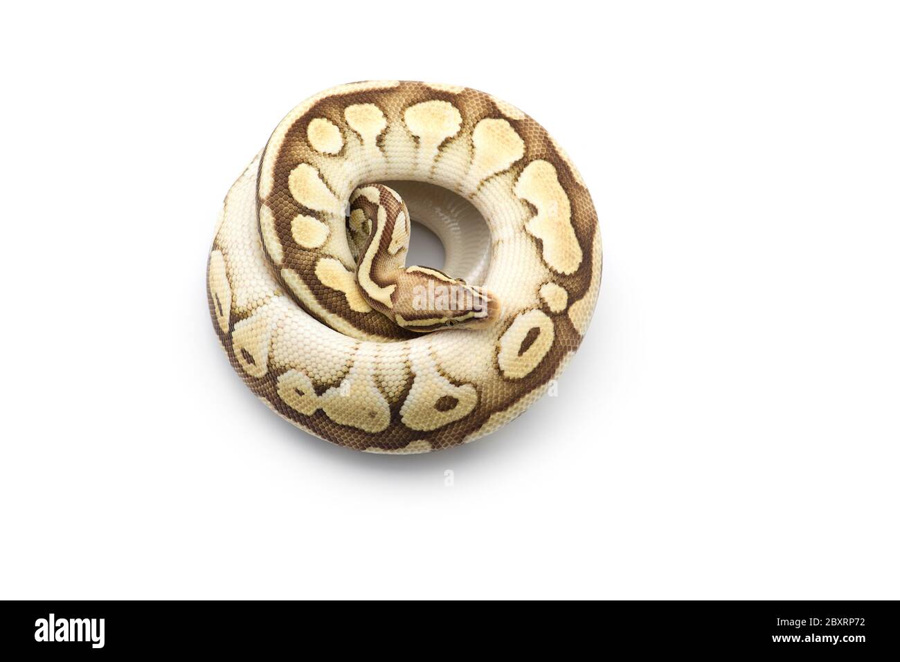 The royal python isolated on white background Stock Photo - Alamy