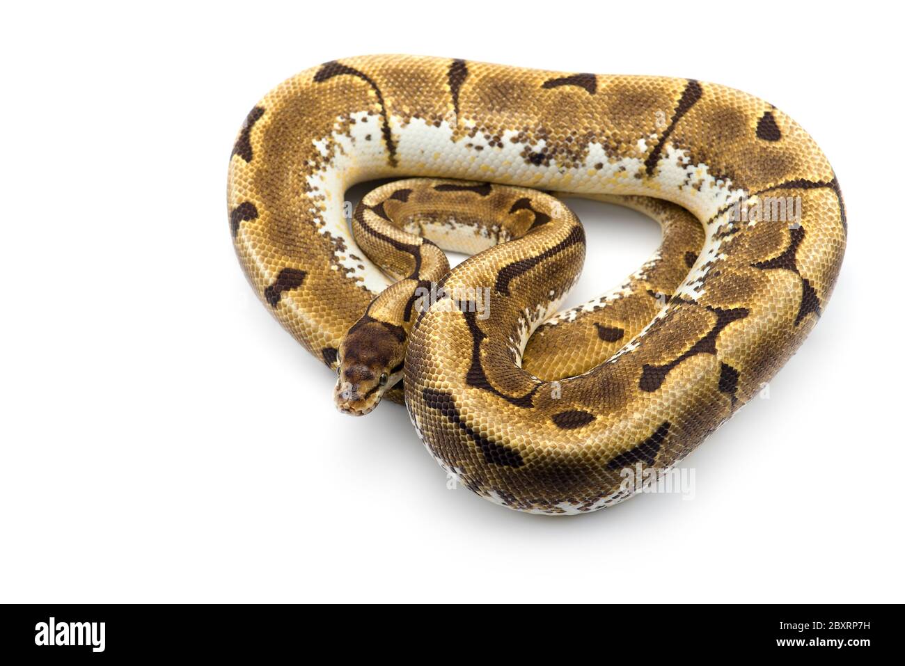 The royal python isolated on white background Stock Photo - Alamy