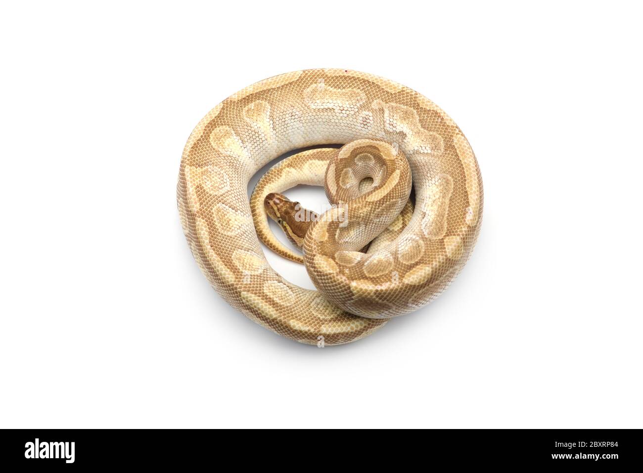 The royal python isolated on white background Stock Photo - Alamy