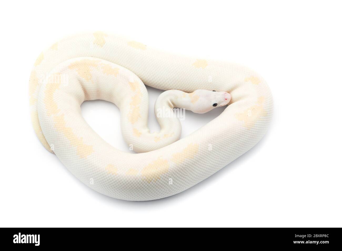 The royal python isolated on white background Stock Photo - Alamy