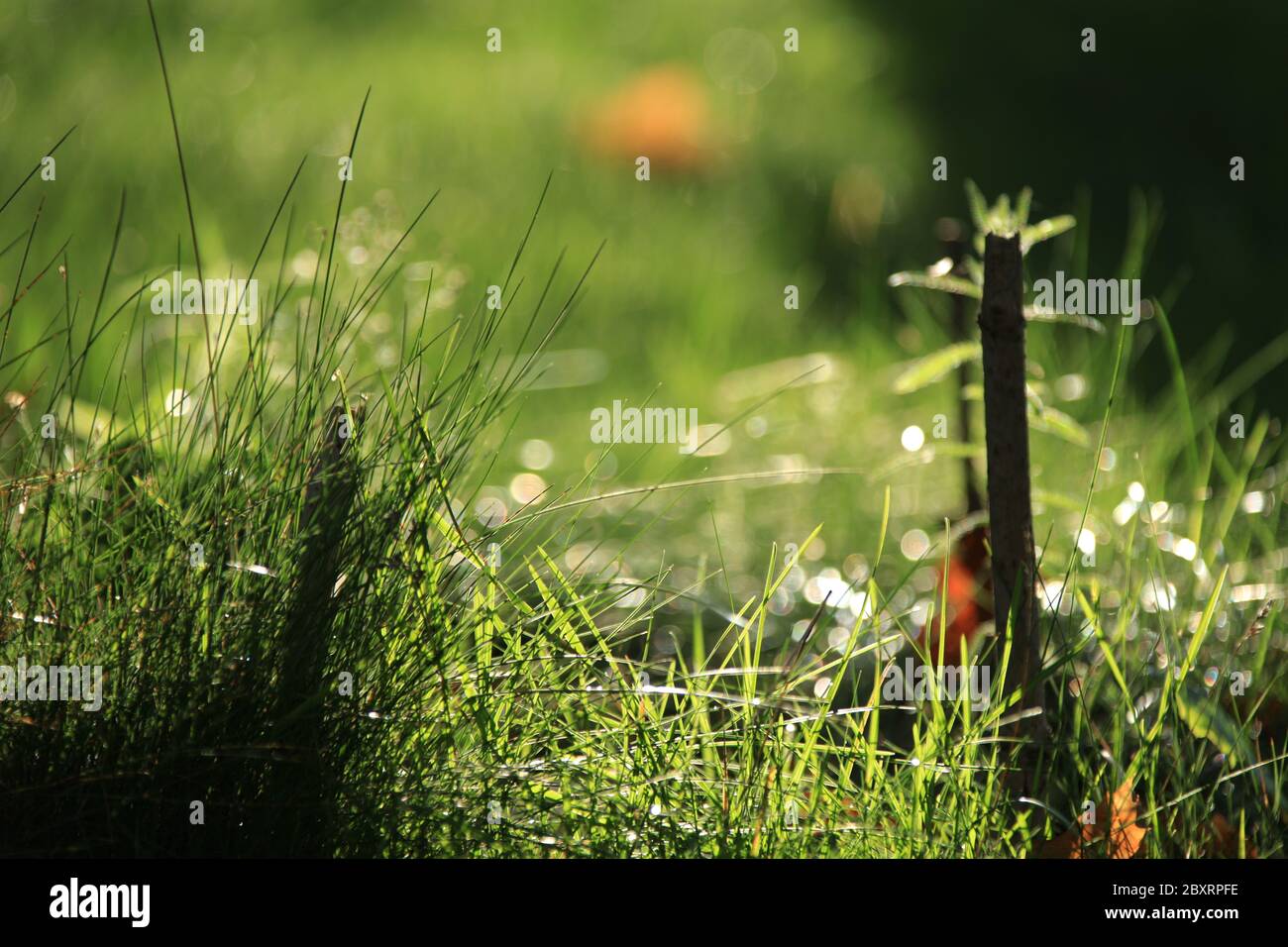 Patch of grass hi-res stock photography and images - Alamy