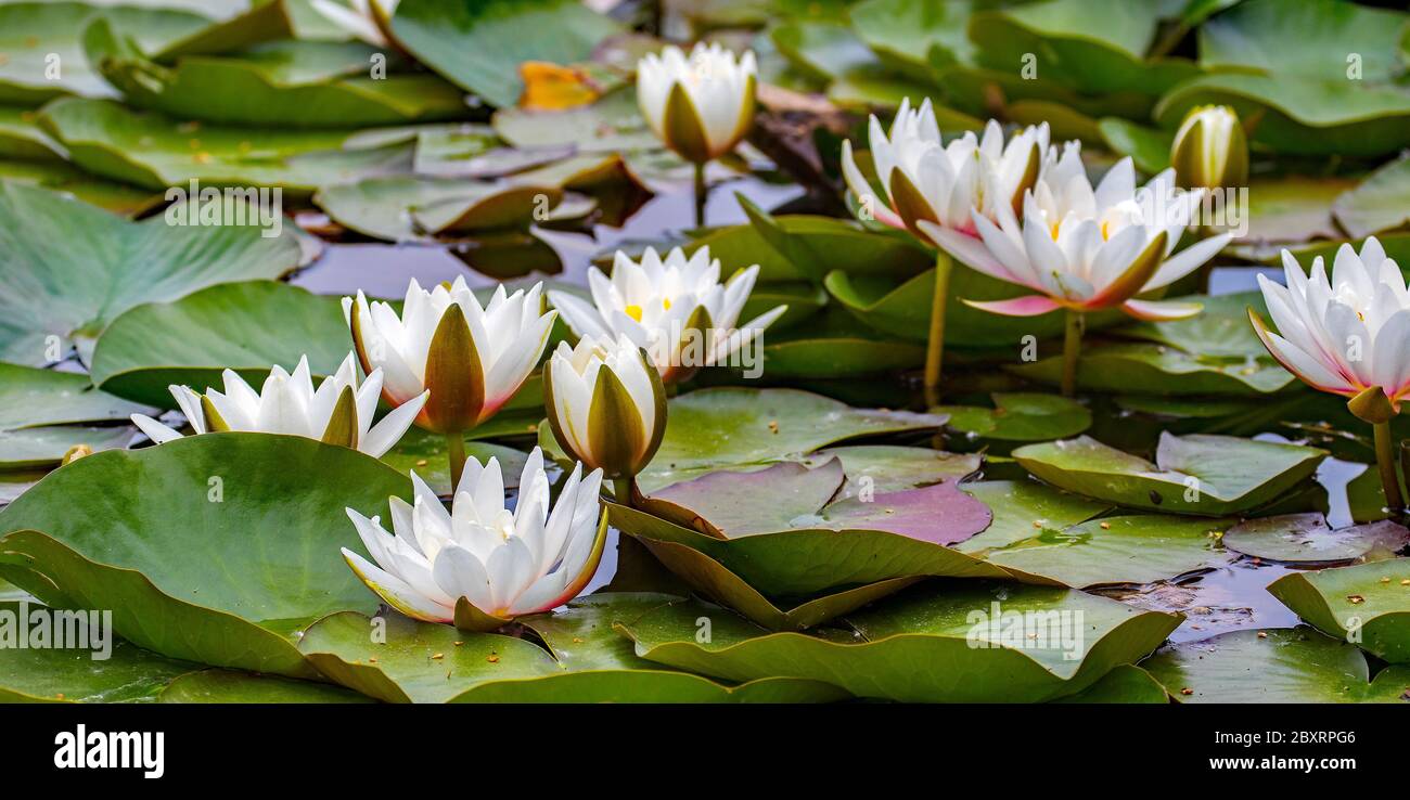 small pond with water lilies Stock Photo - Alamy
