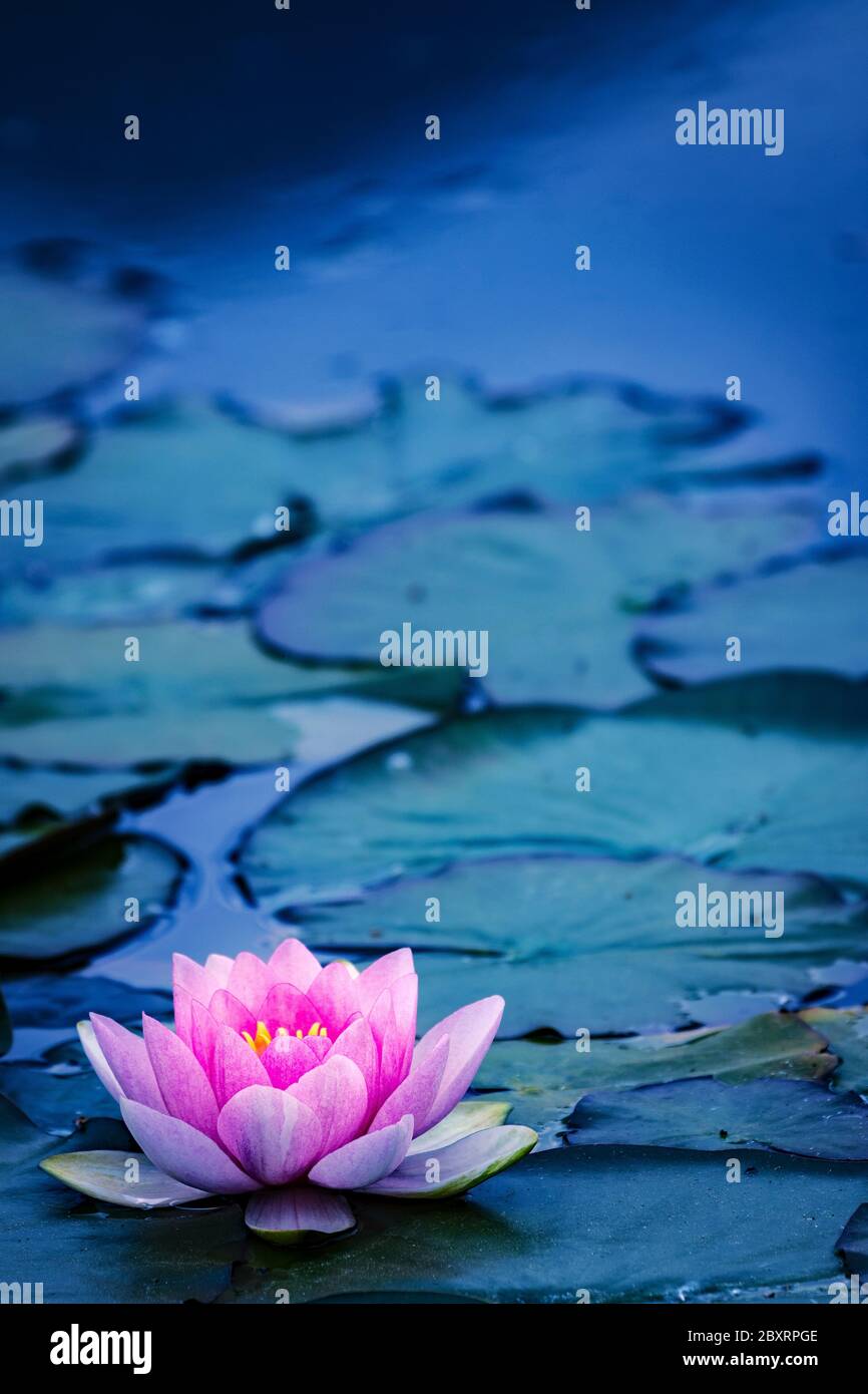small pond with water lilies Stock Photo - Alamy