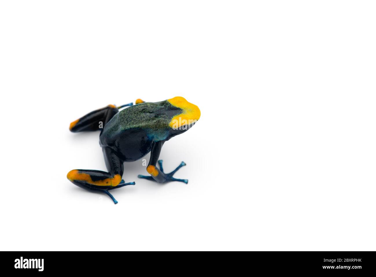 Baron's green racer snake isolated on white background Stock Photo - Alamy
