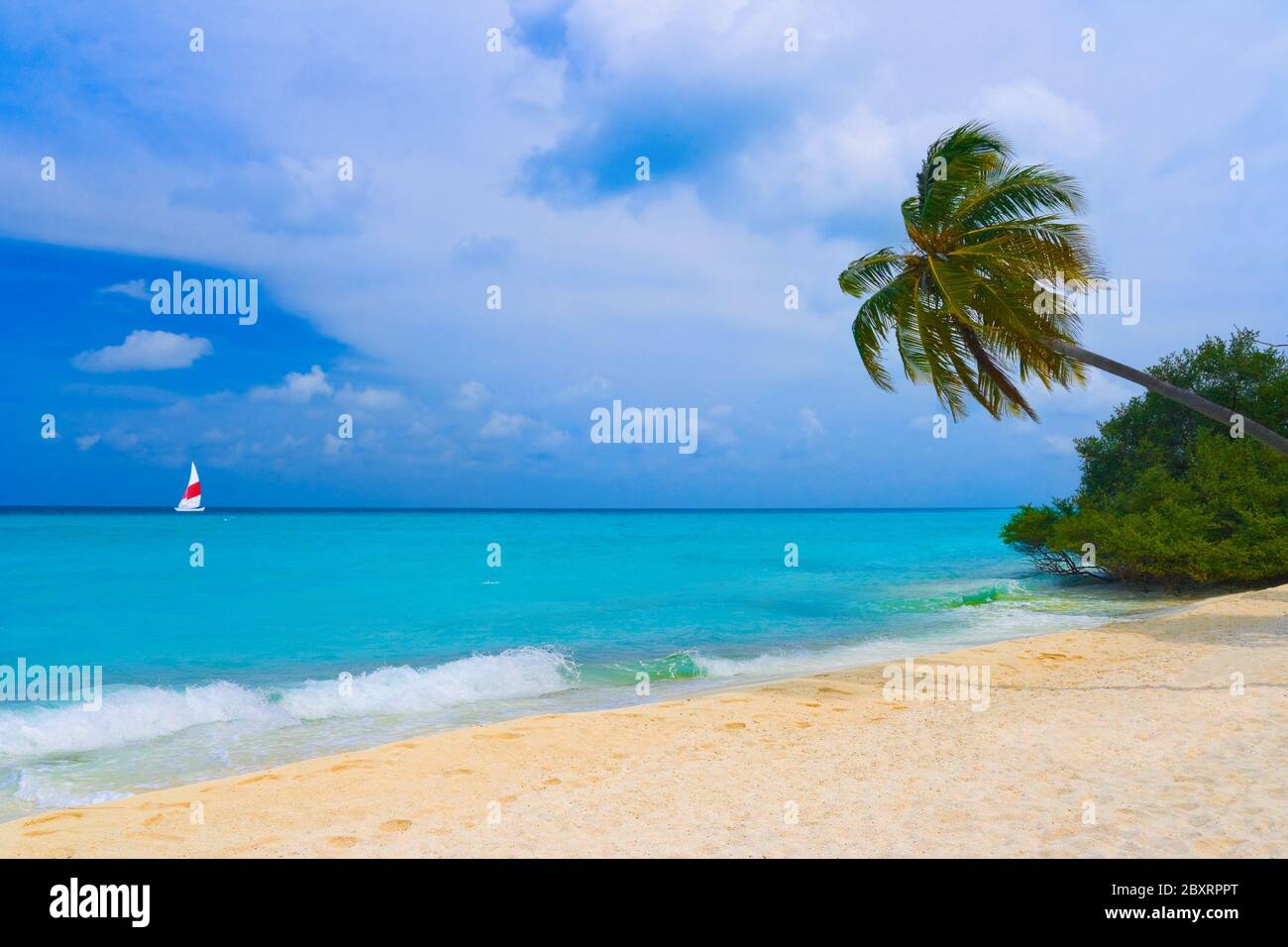 Bending palm tree on tropical beach Stock Photo - Alamy Bending palm tree on tropical beach Stock Photo - Alamy