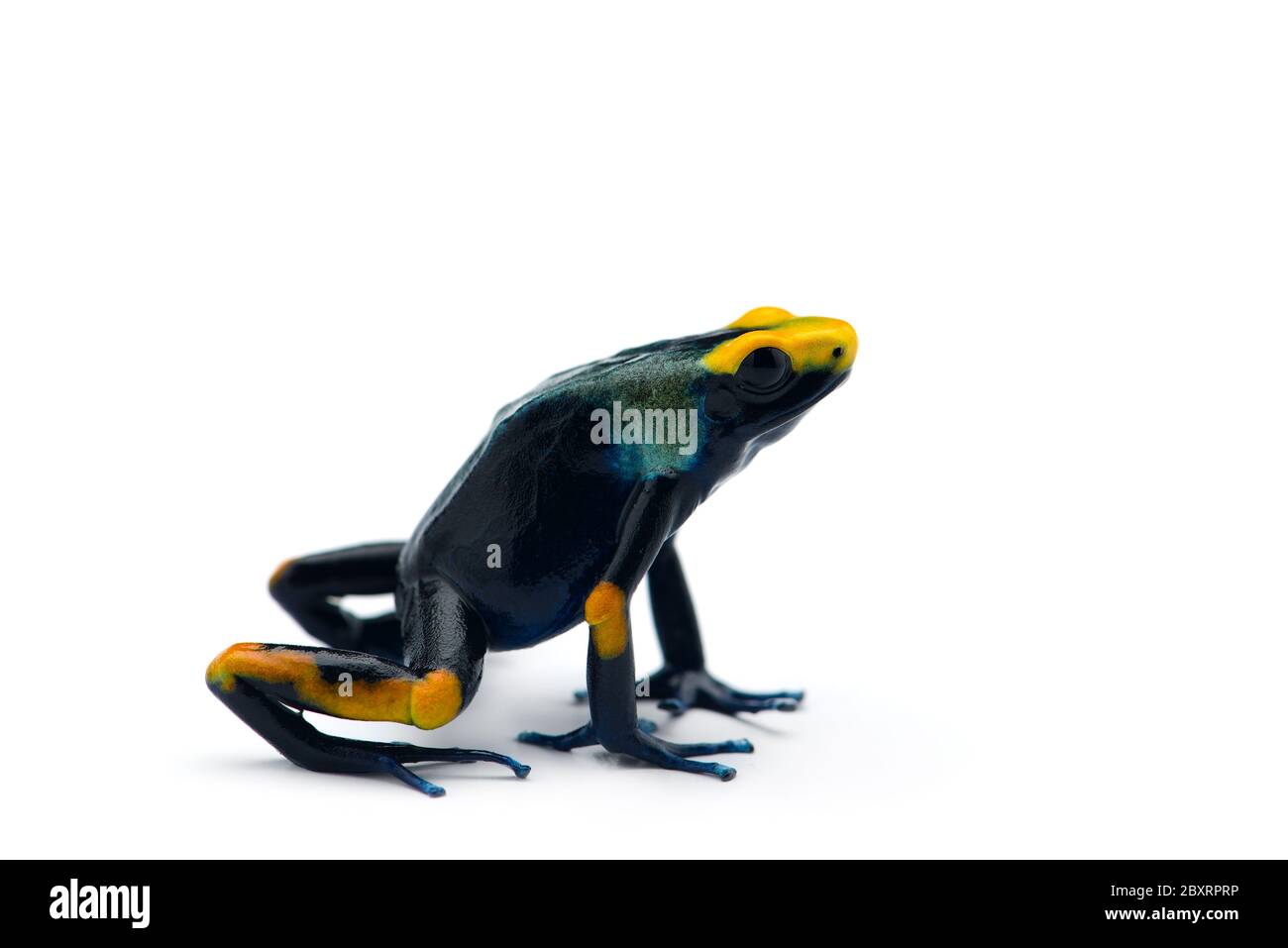 Barons green racer hi-res stock photography and images - Alamy