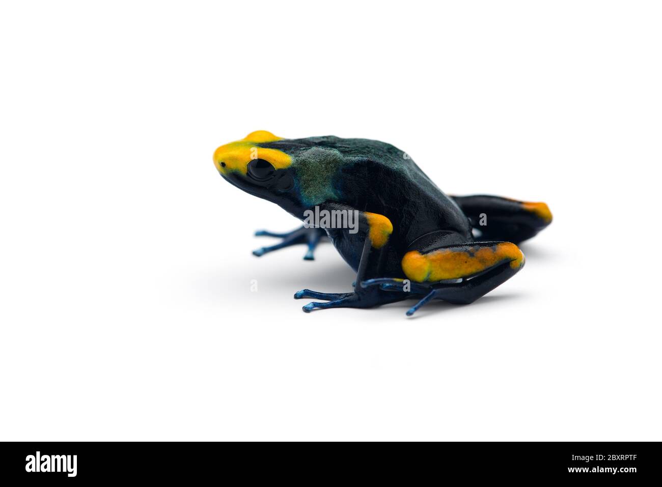 Blue racer snake hi-res stock photography and images - Alamy