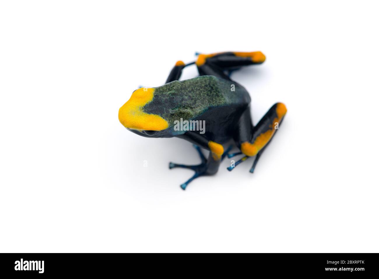 Barons green racer snake hi-res stock photography and images - Alamy