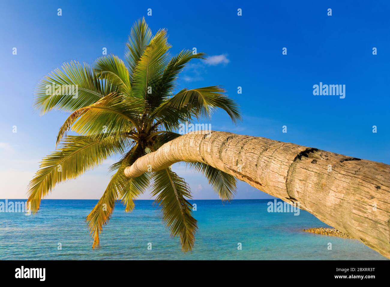 Bending palm tree on tropical beach Stock Photo - Alamy Bending palm tree on tropical beach Stock Photo - Alamy