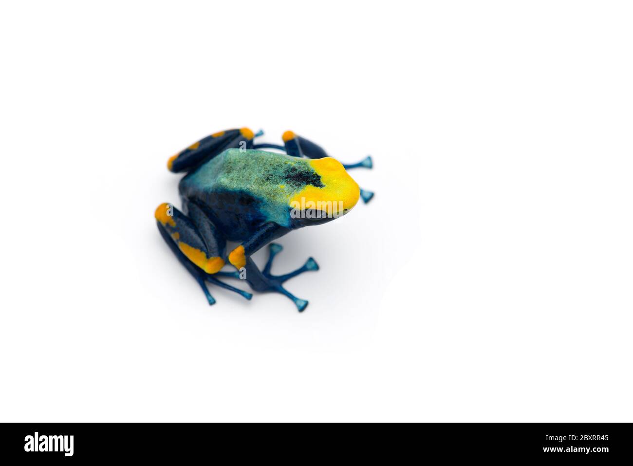 Blue racer snake hi-res stock photography and images - Alamy