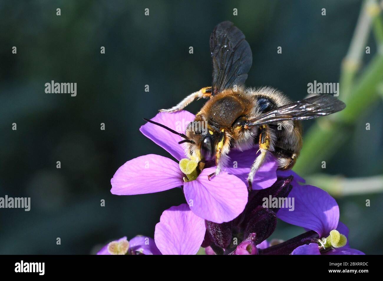 Wool carder bee (Anthidium manicatum) male Stock Photo - Alamy