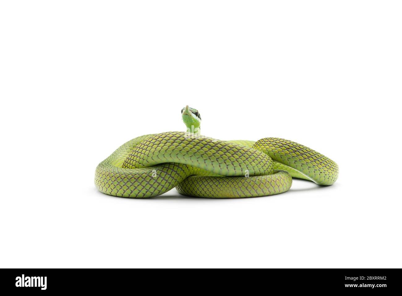 Barons green racer snake hi-res stock photography and images - Alamy