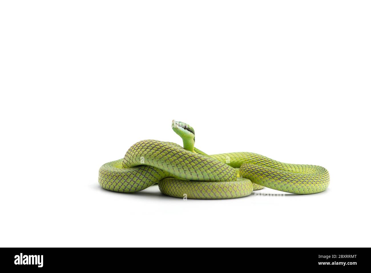 Blue racer snake hi-res stock photography and images - Alamy