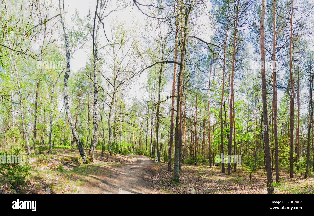 Spring forest background Stock Photo - Alamy
