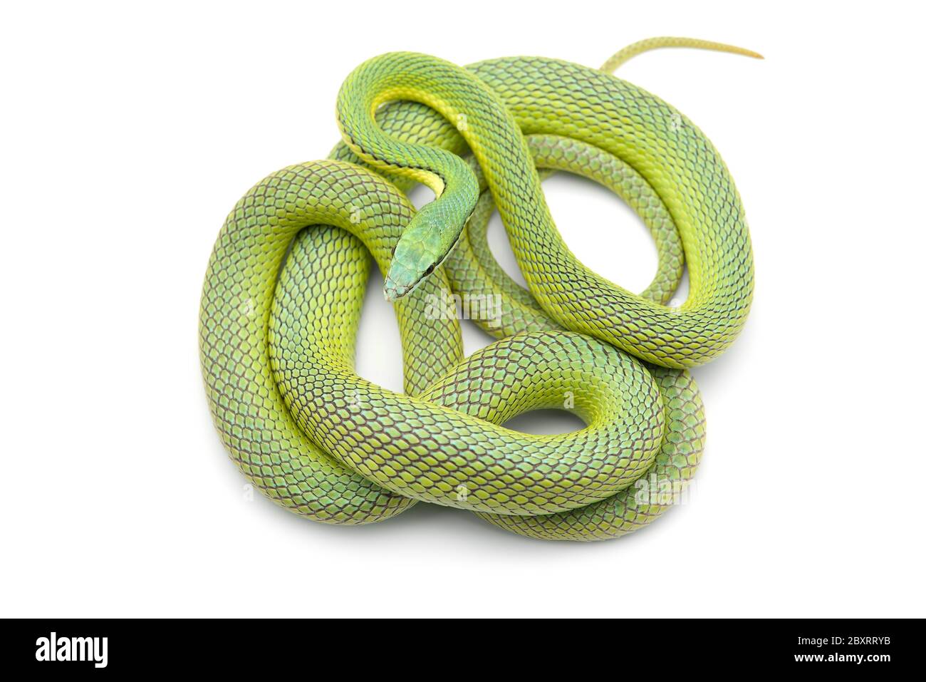 Baron's green racer snake isolated on white background Stock Photo - Alamy