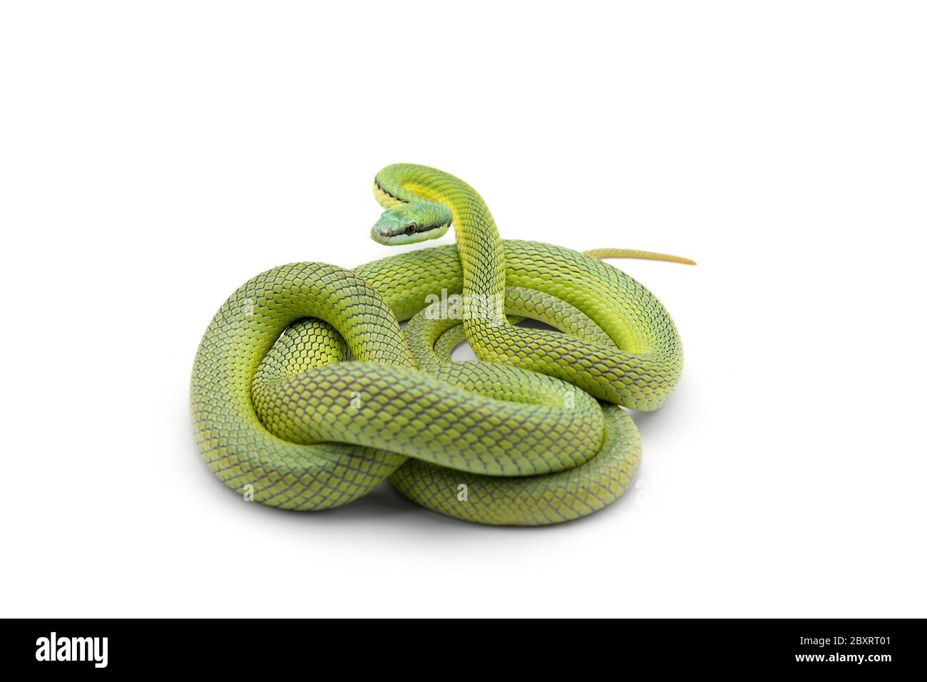 Barons green racer snake Cut Out Stock Images & Pictures - Alamy