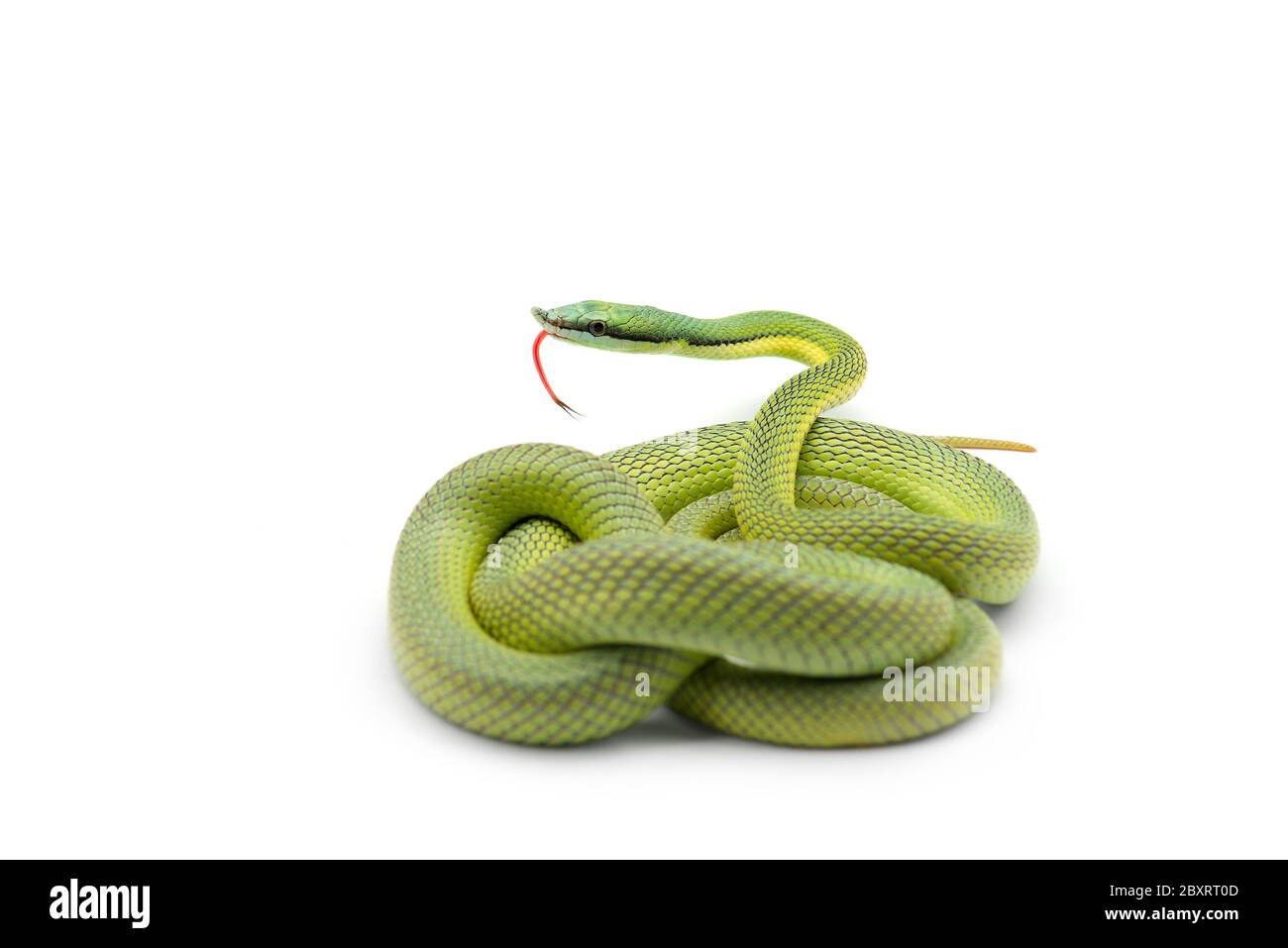 Baron's green racer snake isolated on white background Stock Photo - Alamy