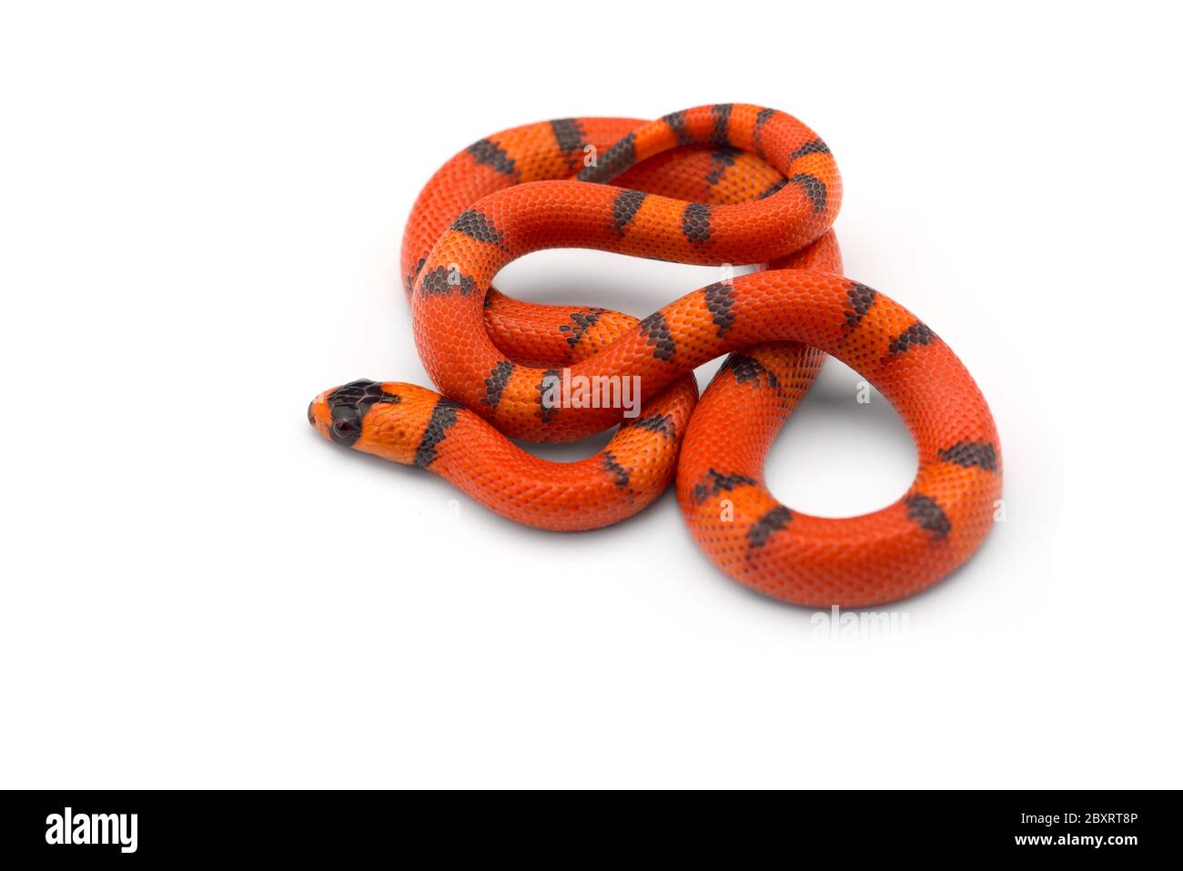 Hypo Tangerine Honduran Milk Snake