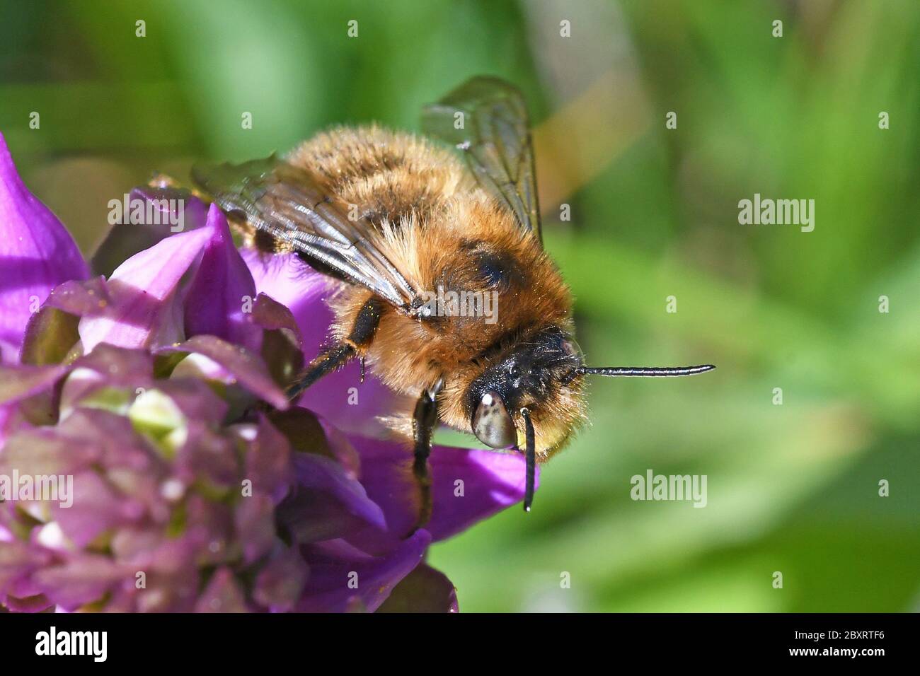 Folk-tailed flower bee (Anthophora furcata) male Stock Photo - Alamy