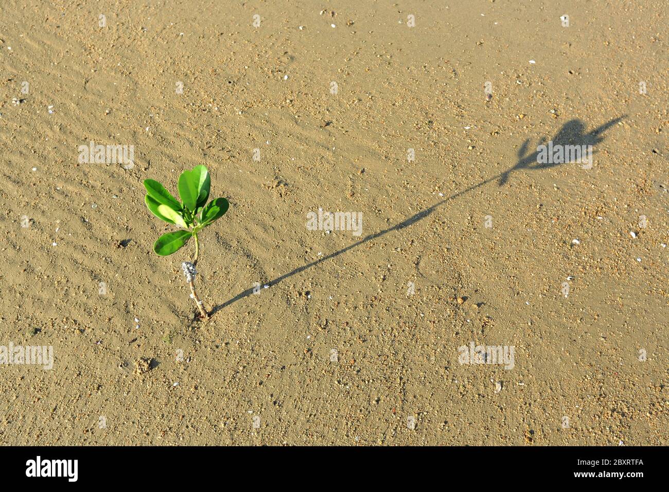 Salt mangrove leaf hi-res stock photography and images - Alamy