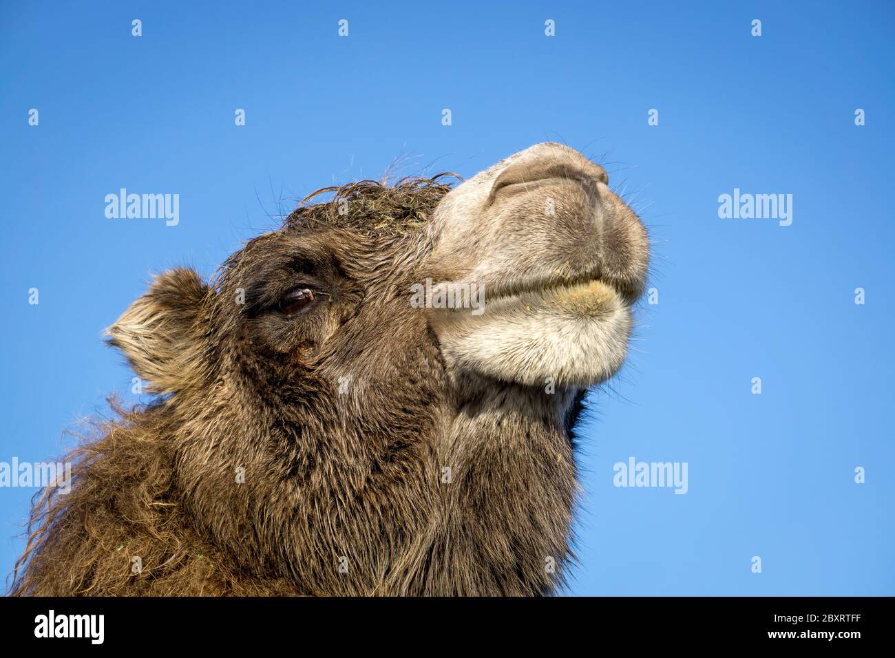 Low angle close up of isolated Bactrian camel head outdoors in winter ...