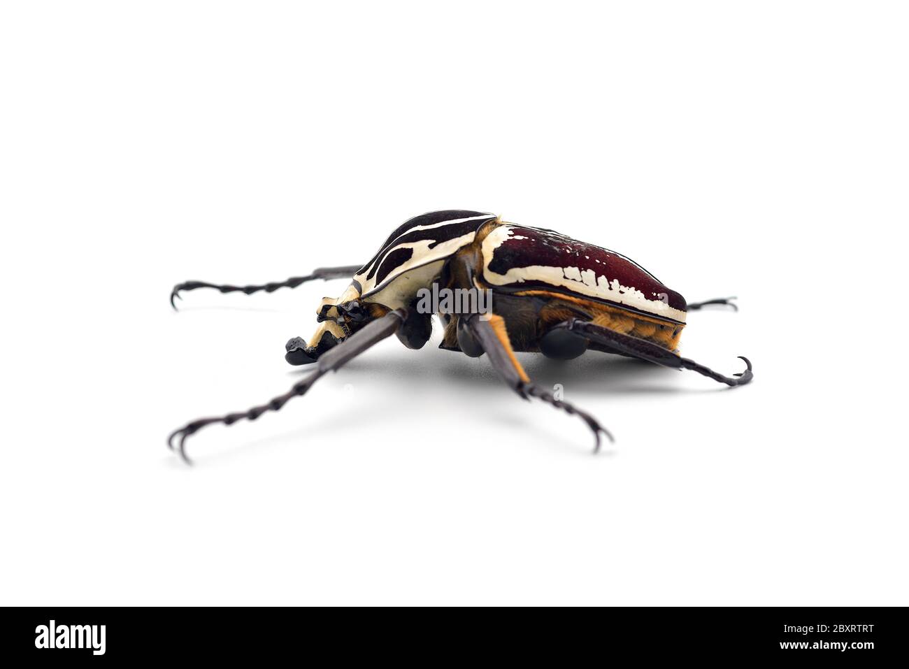 The African Goliath Beetles isolated on white background Stock Photo ...