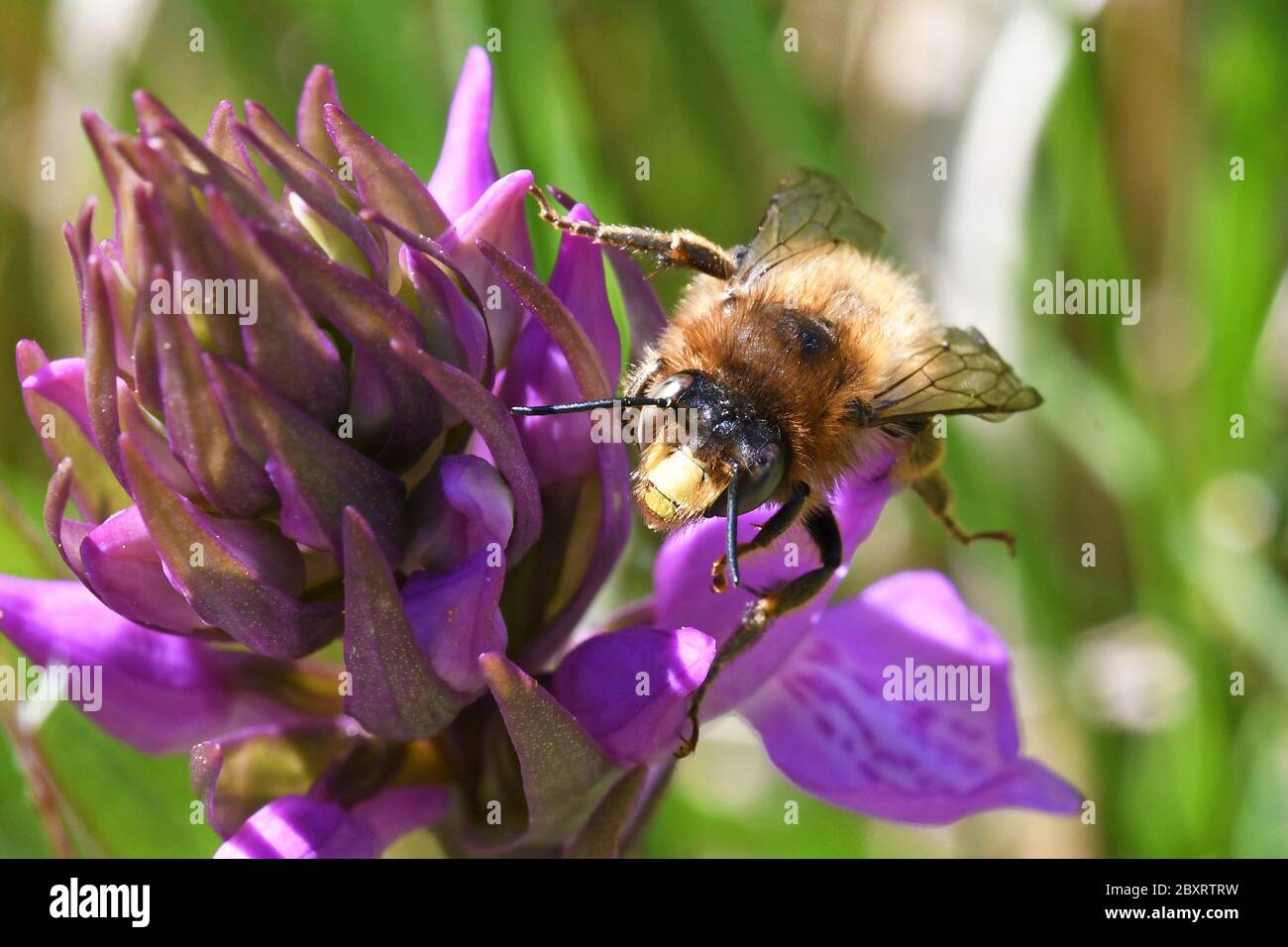 Folk-tailed flower bee (Anthophora furcata) male Stock Photo - Alamy