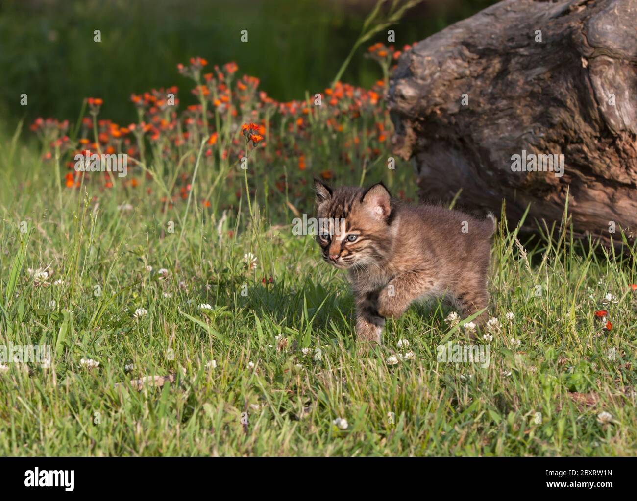 Baby bobcat hi-res stock photography and images - Alamy