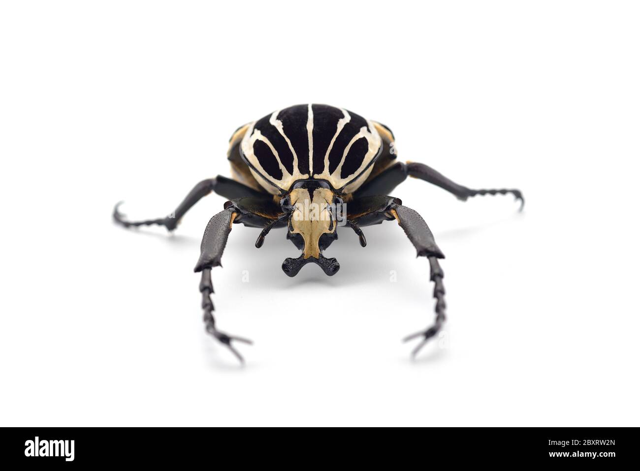 The African Goliath Beetles isolated on white background Stock Photo ...