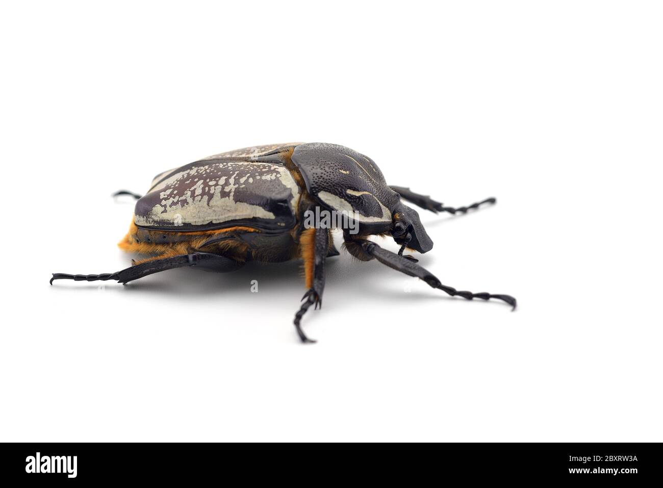 The African Goliath Beetles isolated on white background Stock Photo ...