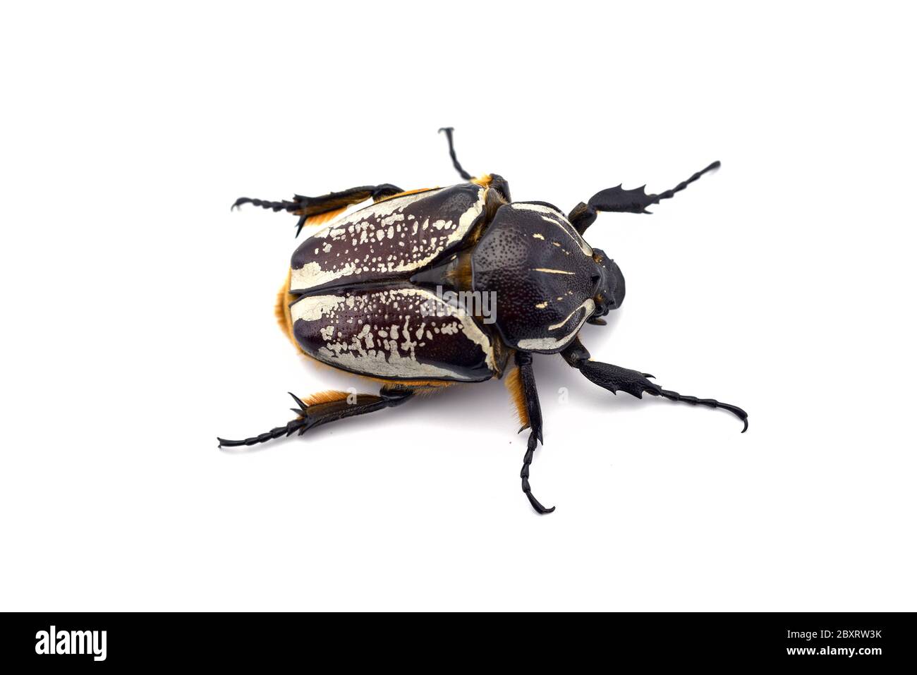 Goliath beetle hi-res stock photography and images - Alamy