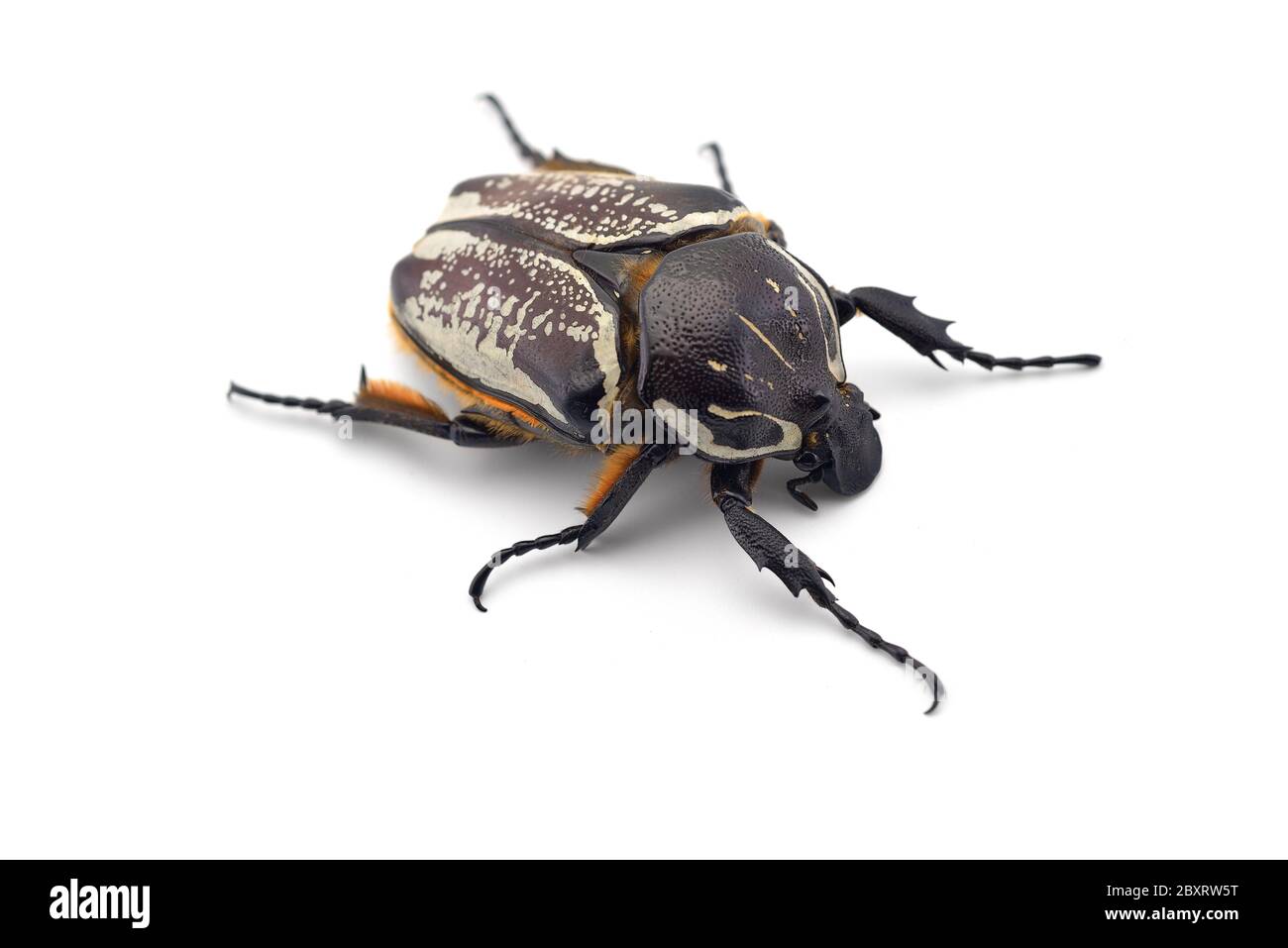 The African Goliath Beetles isolated on white background Stock Photo ...
