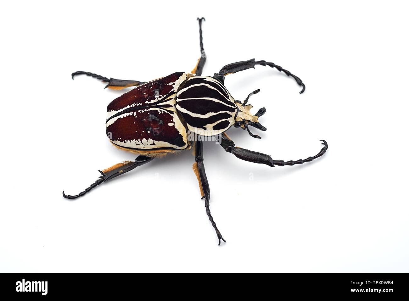 The African Goliath Beetles isolated on white background Stock Photo ...