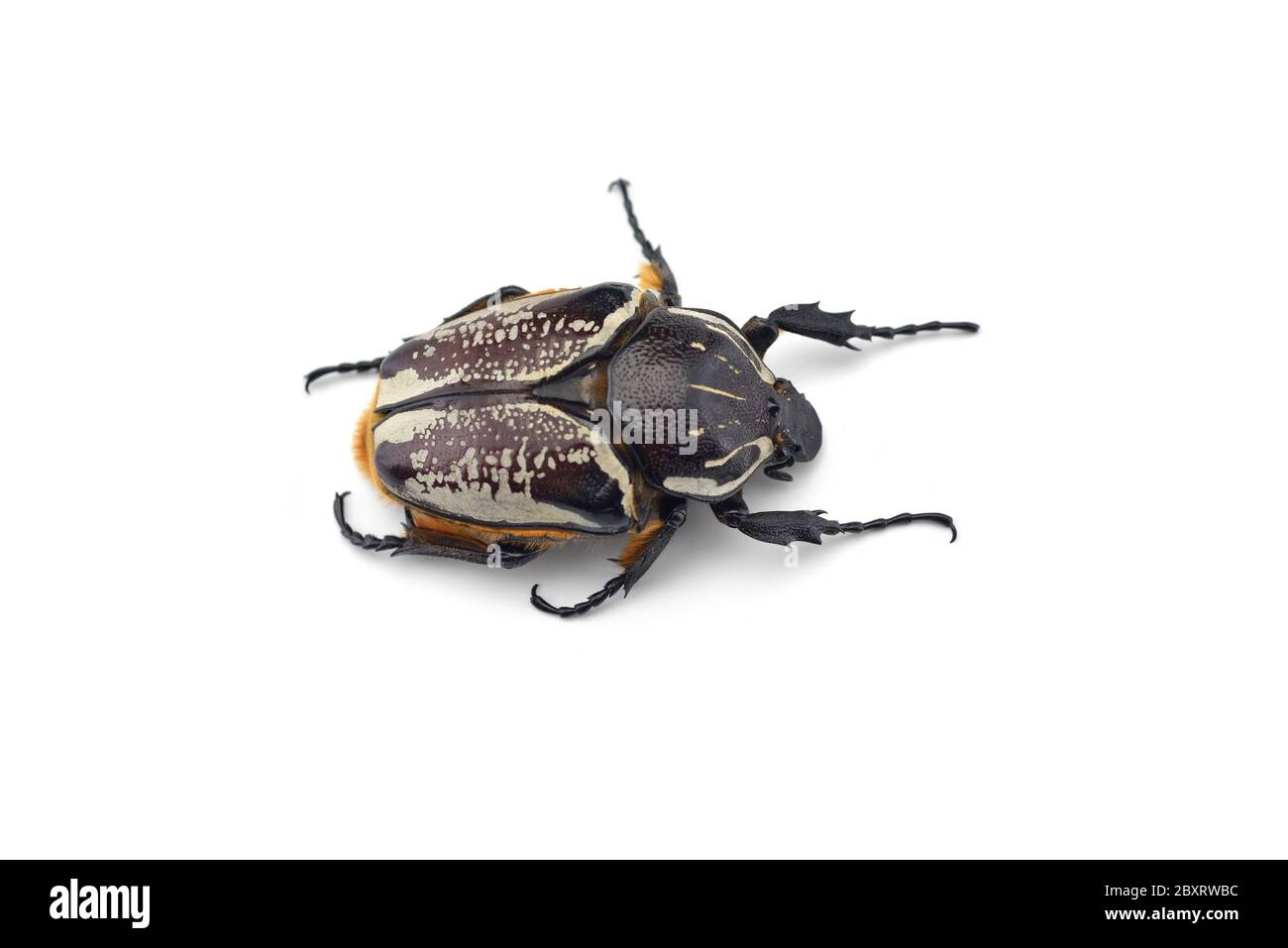 The African Goliath Beetles isolated on white background Stock Photo ...