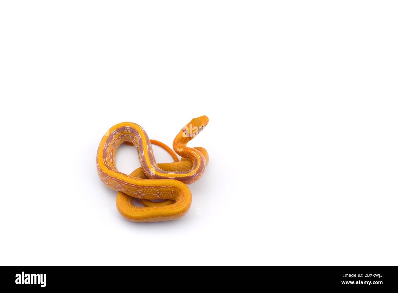 Copper-headed Trinket snake isolated on white background Stock Photo ...