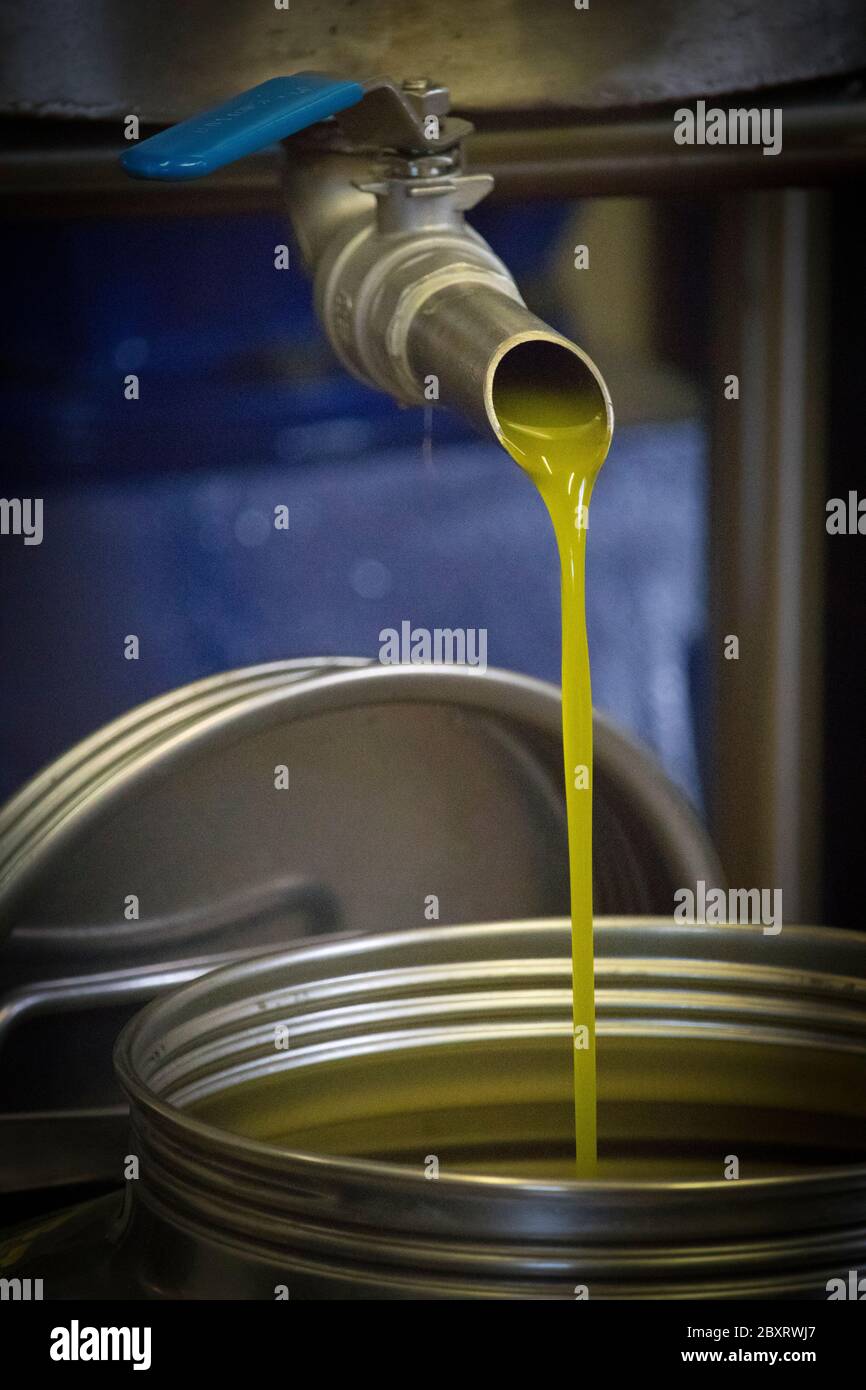 Stage of extra virgin olive oil processing in Umbria, Italy Stock Photo ...