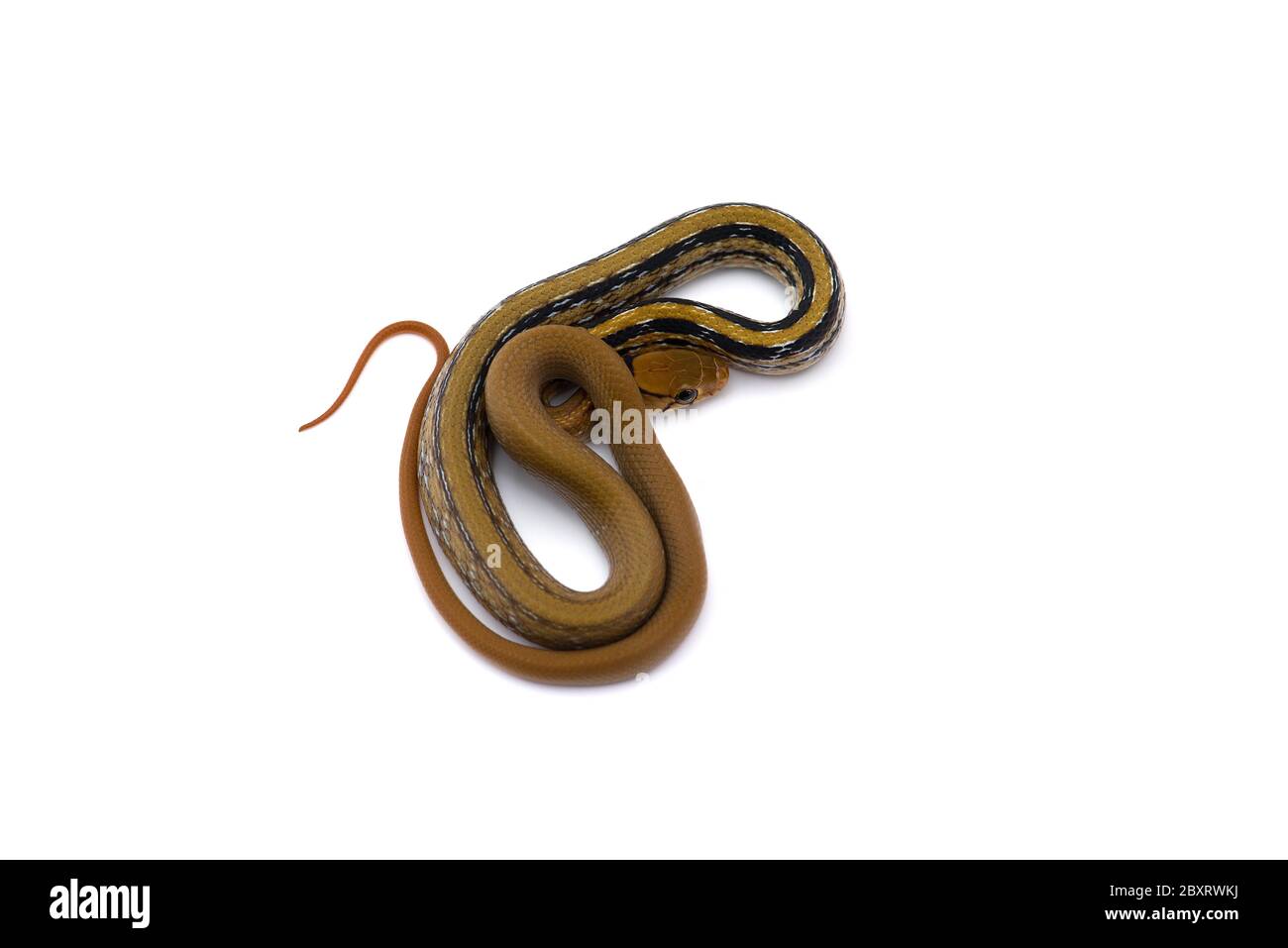 Copper-headed Trinket snake isolated on white background Stock Photo ...