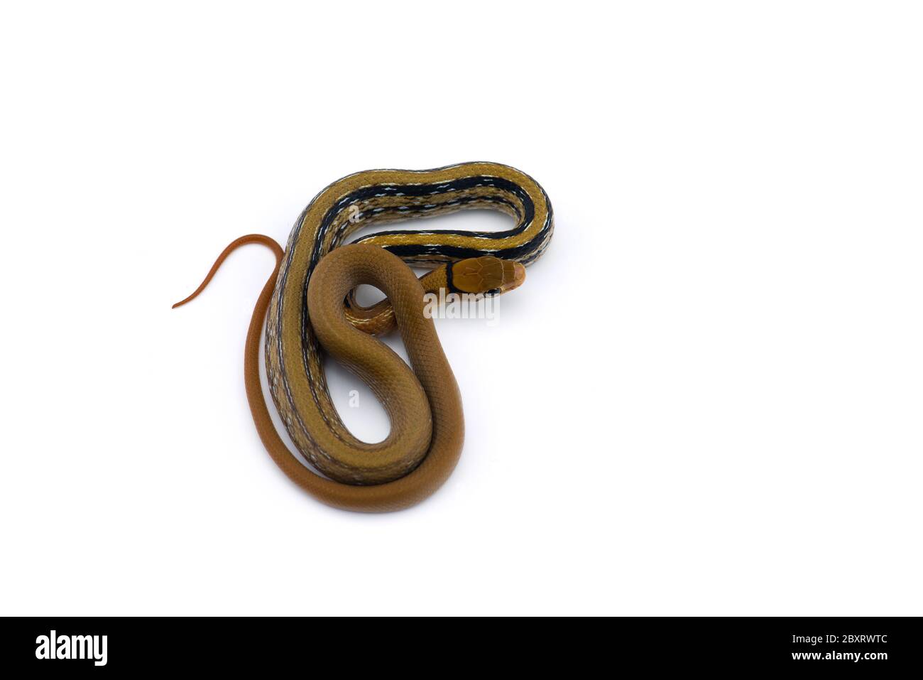 Green copper texture Cut Out Stock Images & Pictures - Alamy