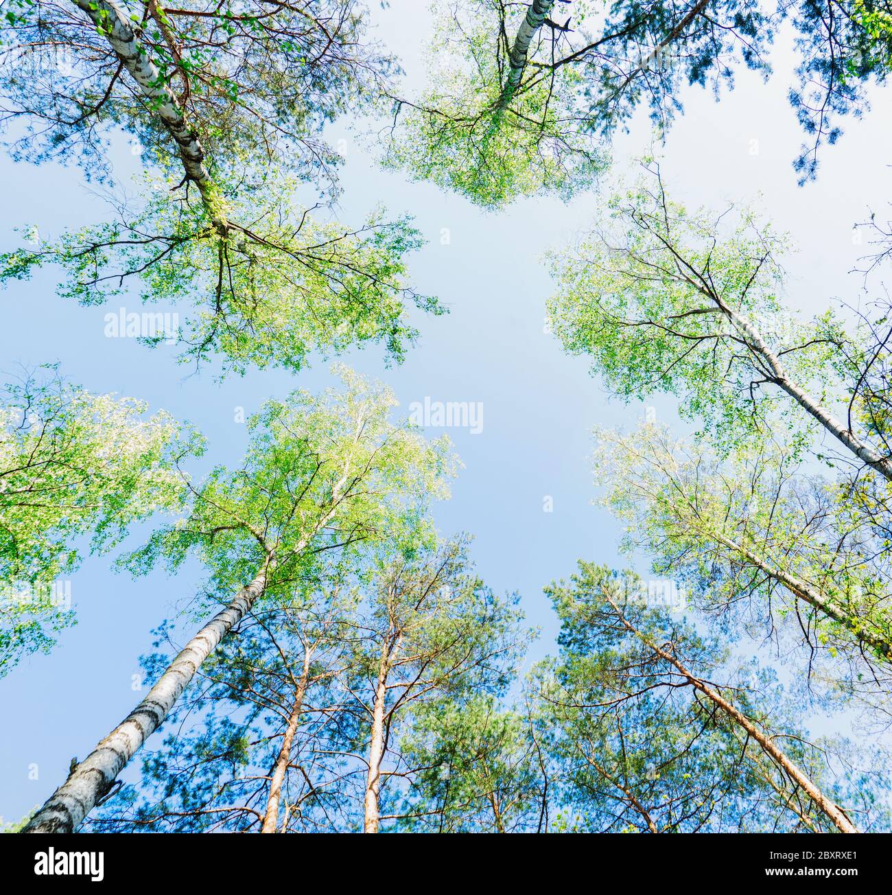 Spring forest background Stock Photo - Alamy