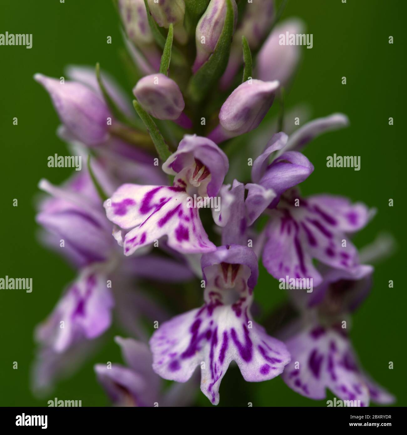 Purple spotted orchid hi-res stock photography and images - Alamy