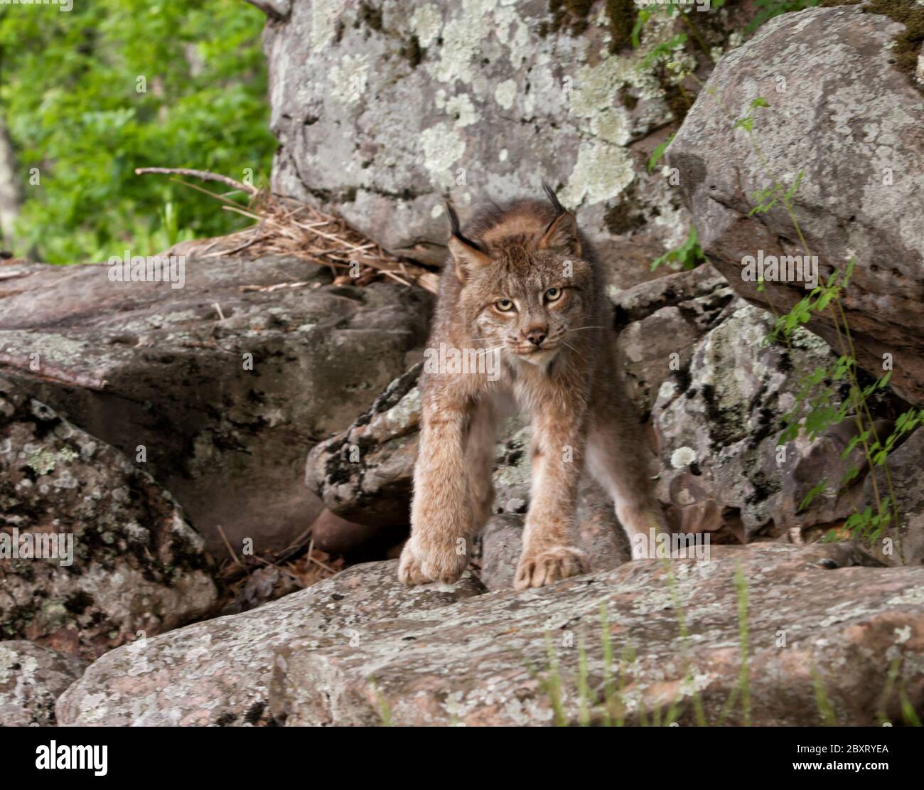 Canada lynx forest hi-res stock photography and images - Alamy